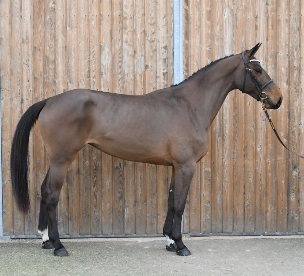 Cheval CSO à vendre - vente de chevaux de sport